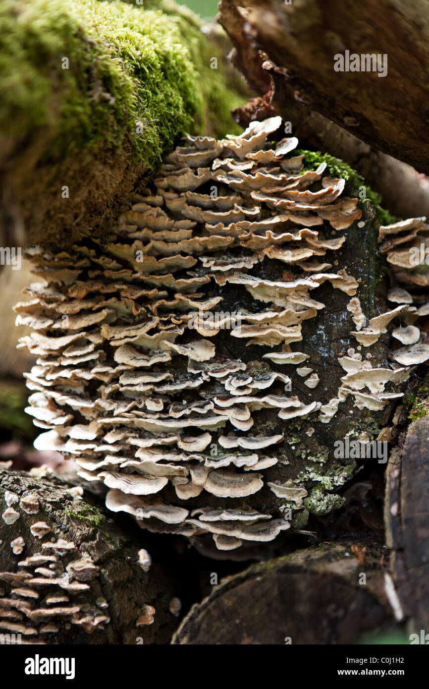 Fungi growing on log pile Stock Photo - Alamy