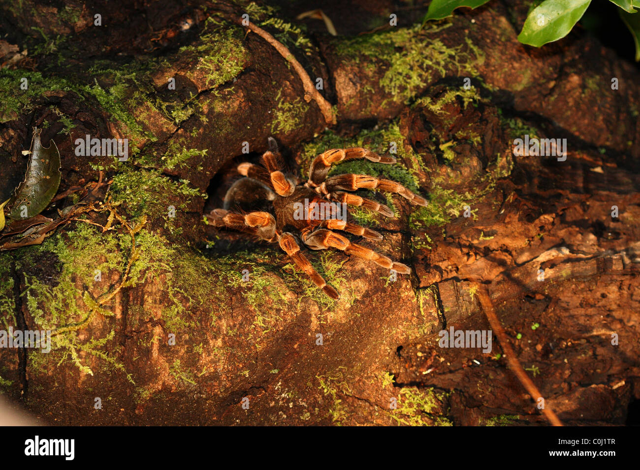 A tarantula spotted during an evening rain forest tour in Monteverde ...