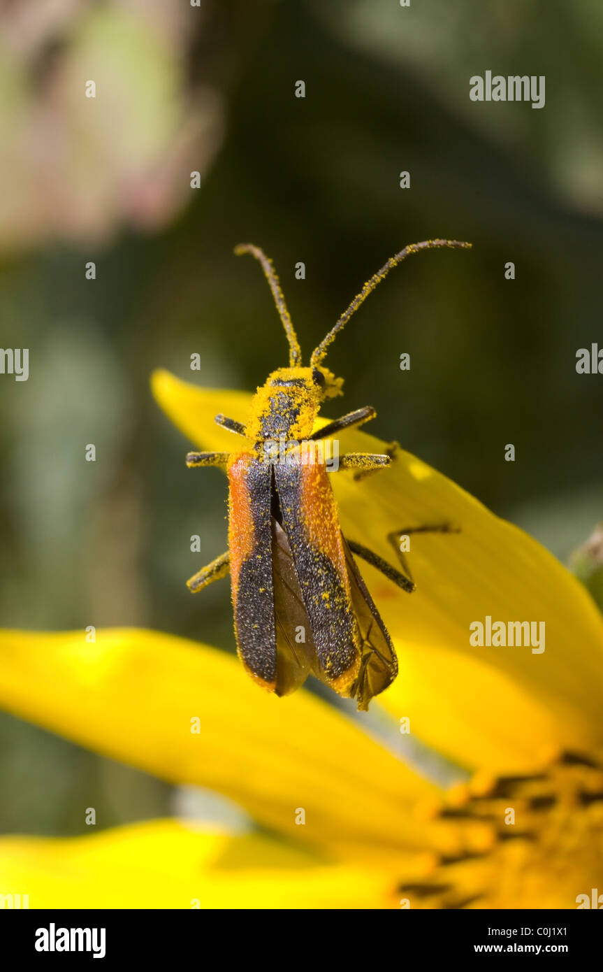 Soldier beetle (Chauliognathus sp) over a Mexican Sunflower (Tithonia ...