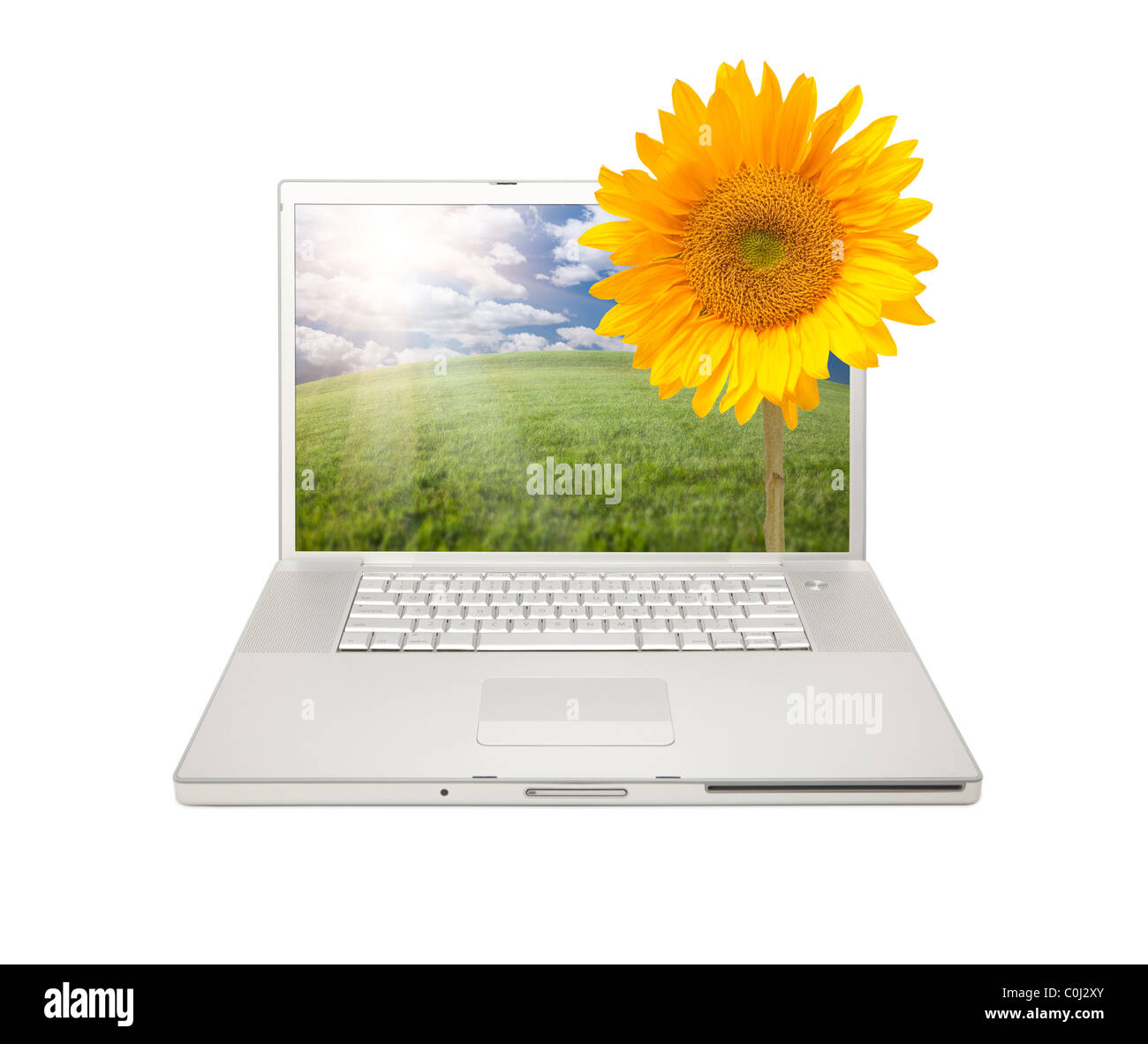 Silver Computer Laptop Isolated with Yellow Sunflower Extruding the ...