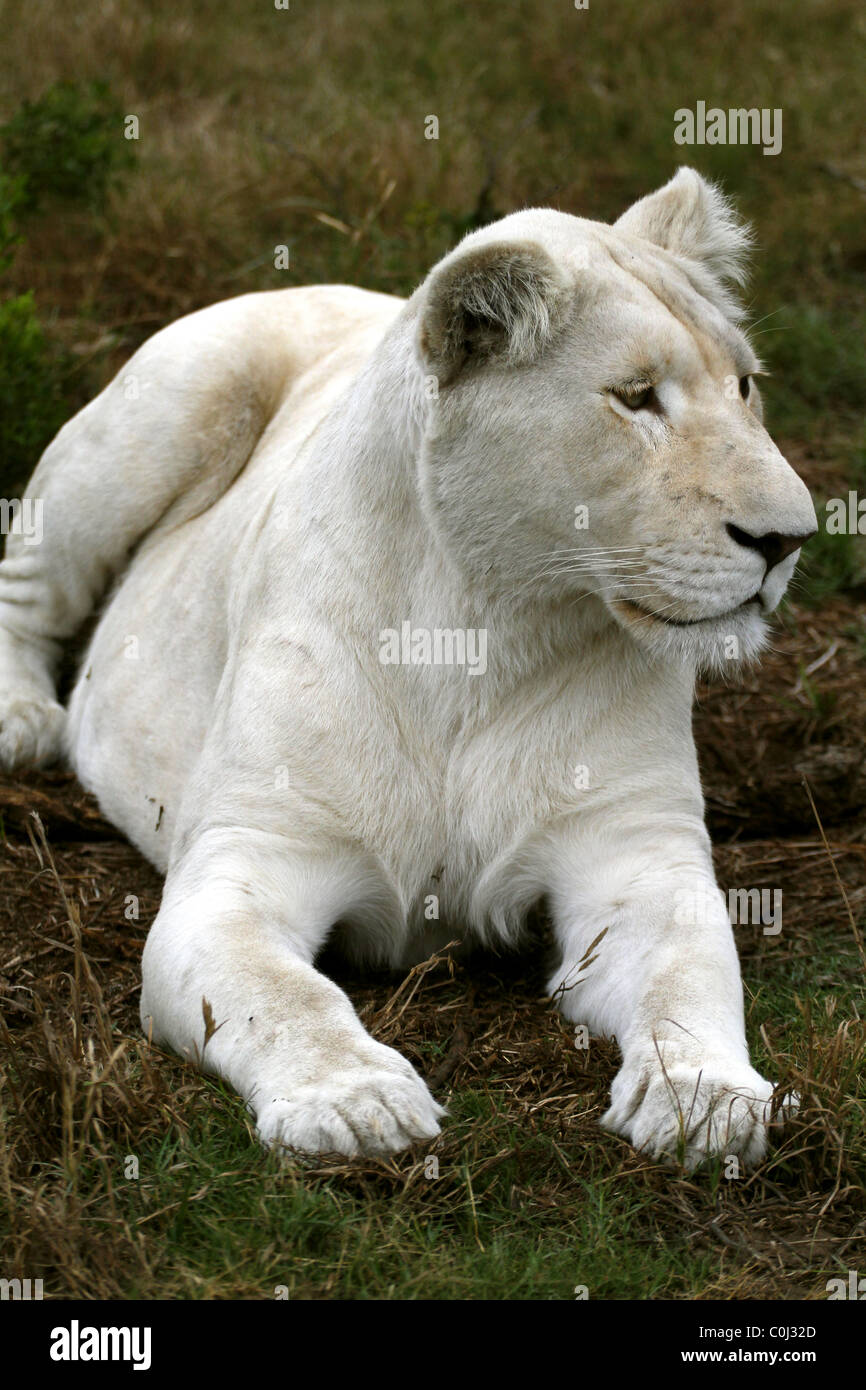 White lioness hi-res stock photography and images - Alamy