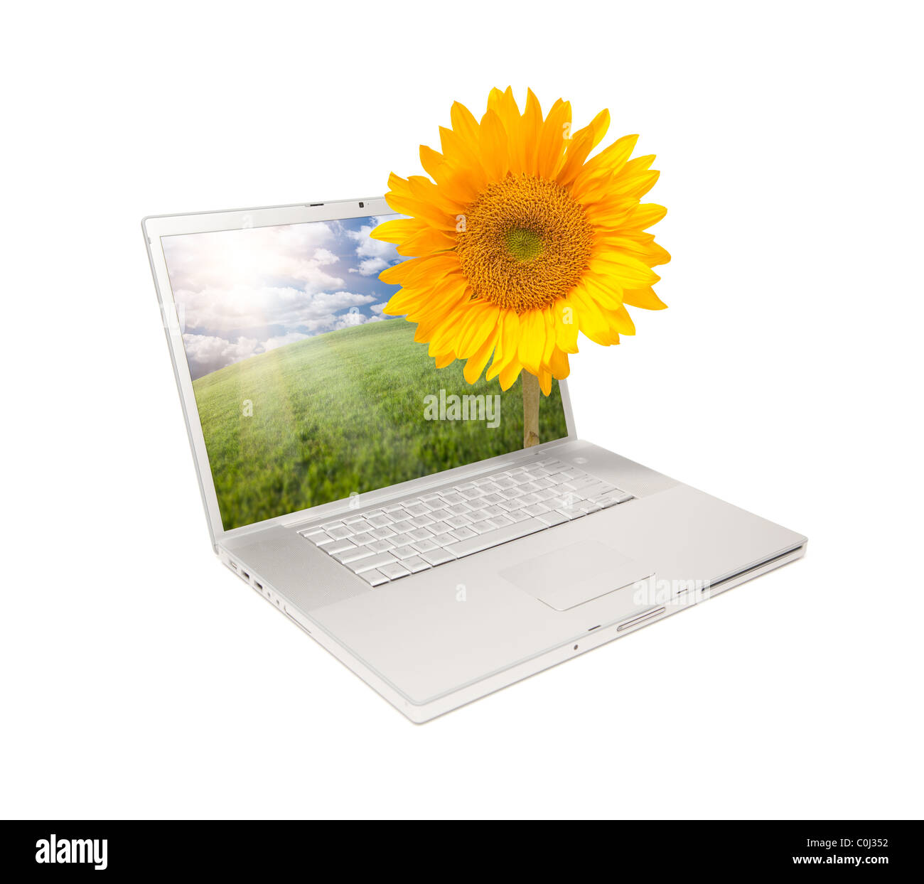Silver Computer Laptop Isolated with Yellow Sunflower Extruding the ...