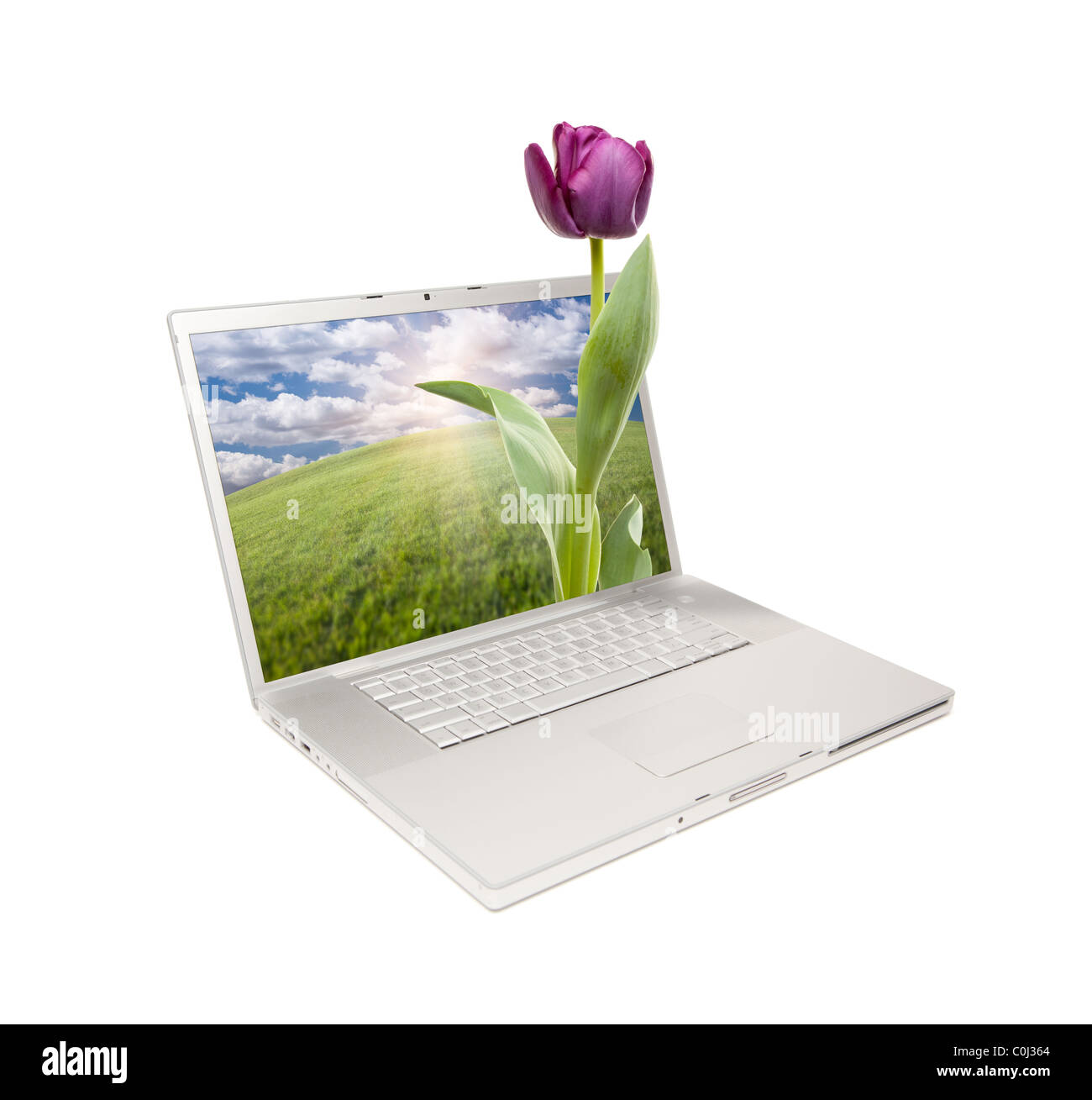 Silver Computer Laptop Isolated with Purple Tulip Extruding the Monitor ...