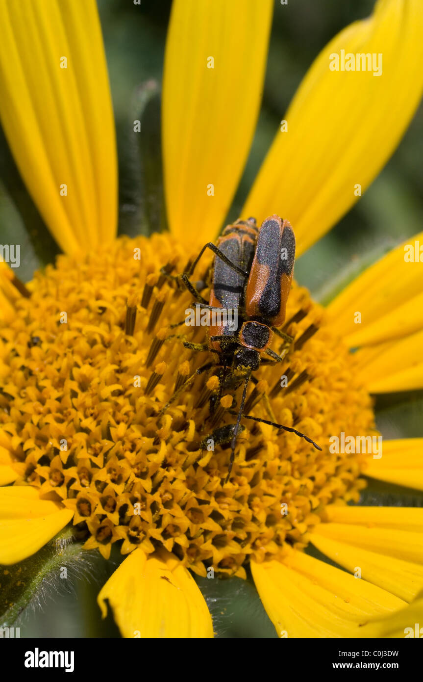 Soldier beetles (Chauliognathus sp) mating over a Mexican Sunflower ...