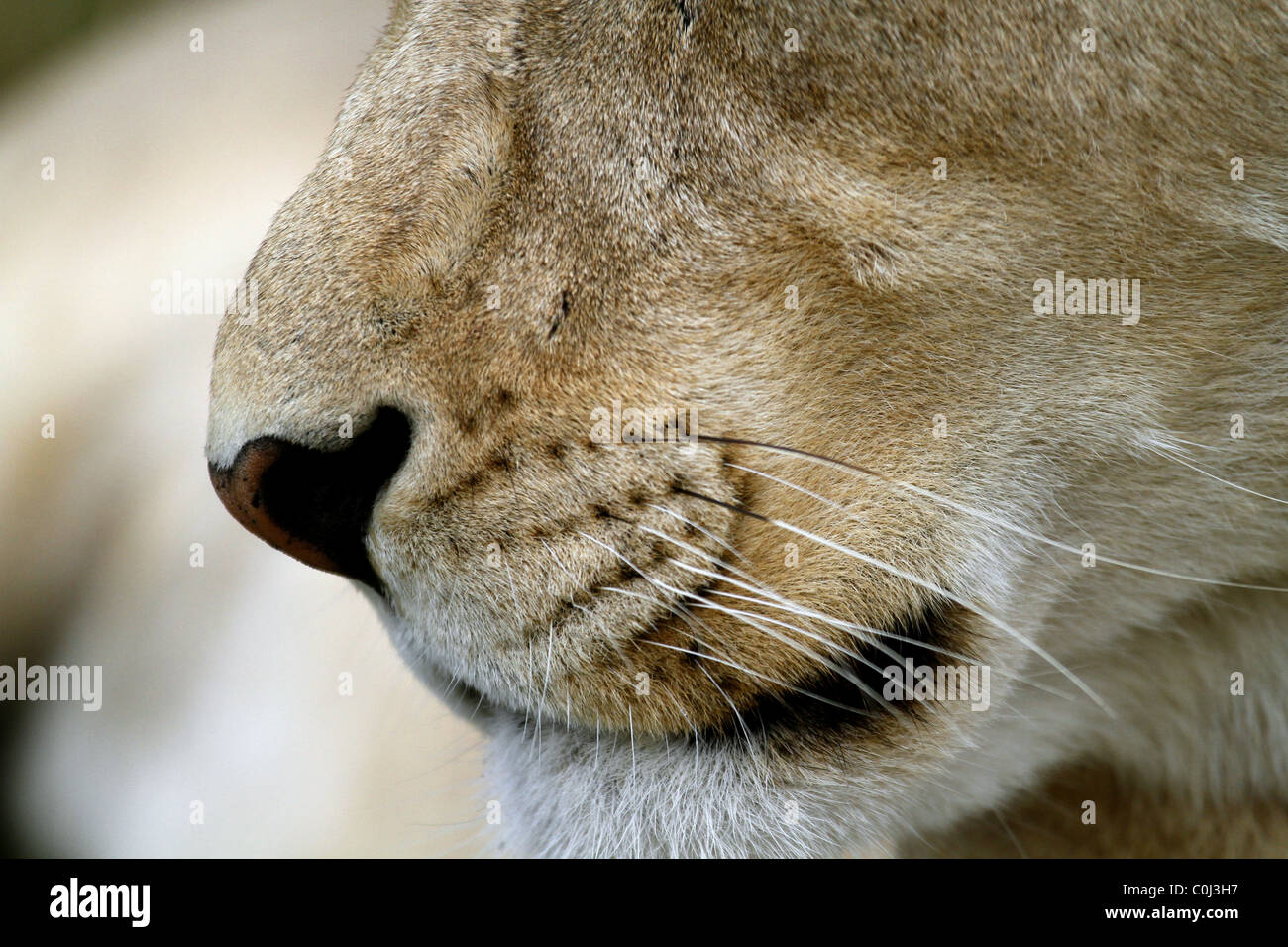 Lion nose hi-res stock photography and images - Alamy