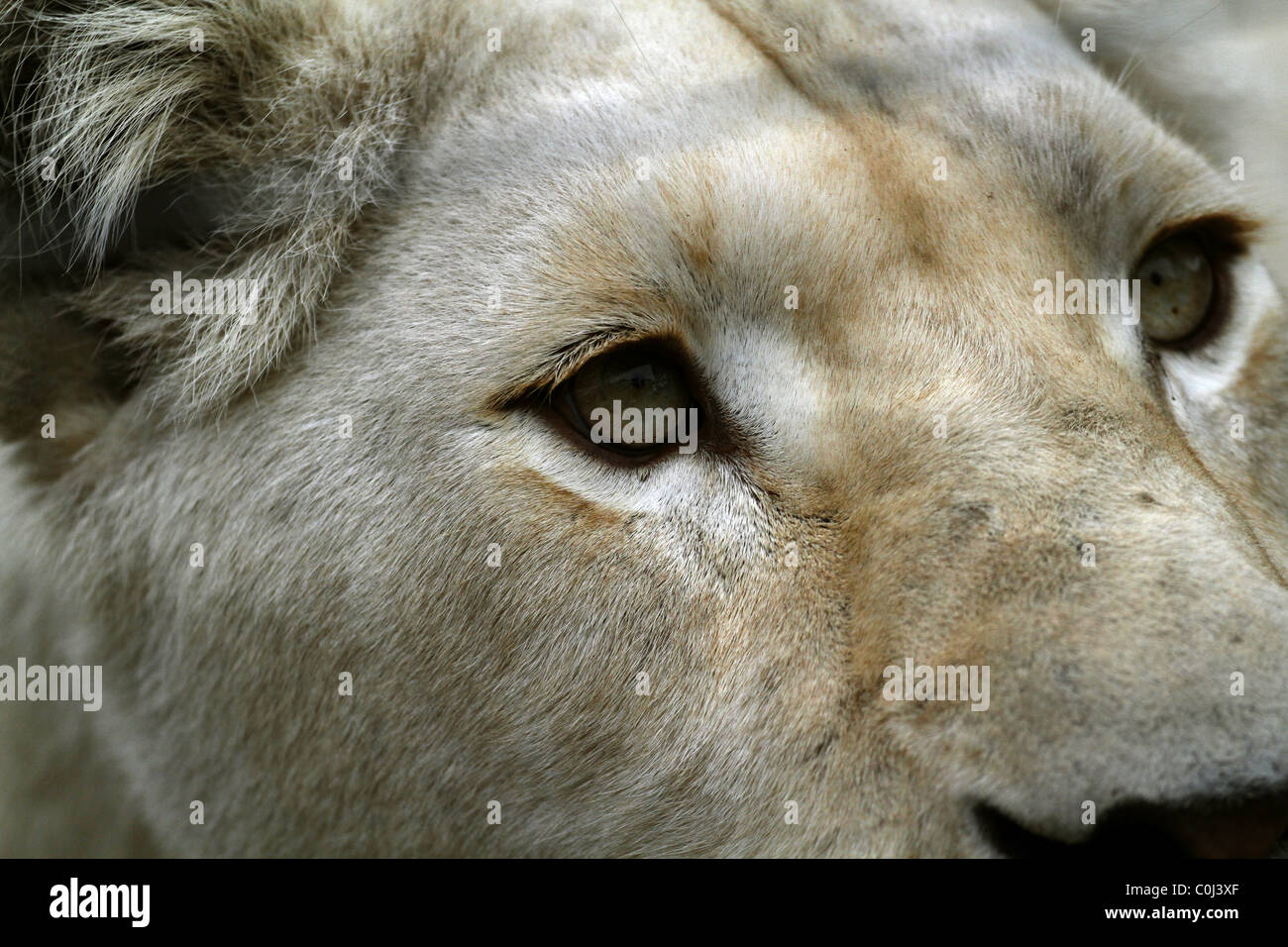 Lioness eyes hi-res stock photography and images - Alamy