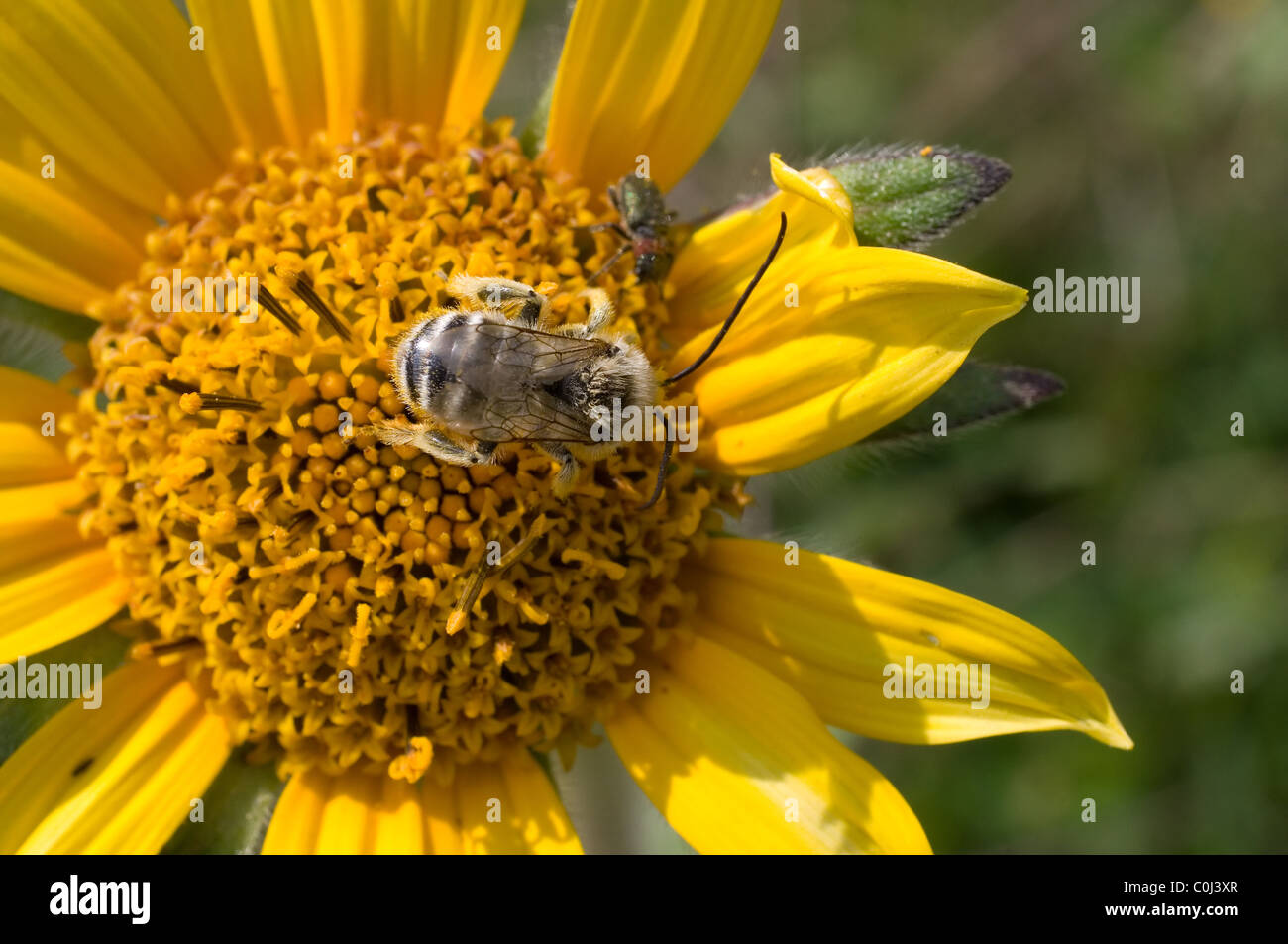 Solitary white long horned male bee feeding from Mexican sunflower ...