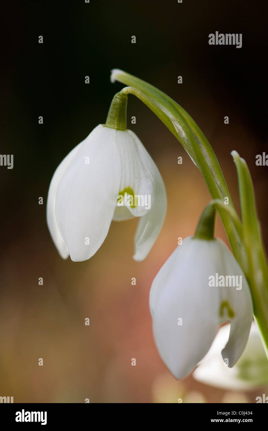 Spring snow drops hi-res stock photography and images - Alamy