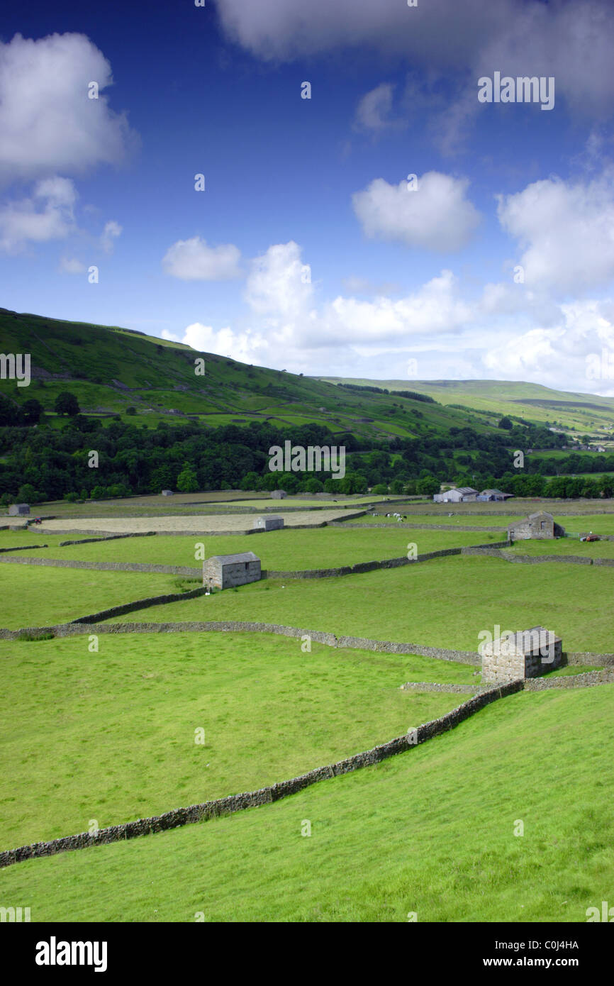 Barns and limestone walls in valley bottom, July, Gunnerside, Swaledale ...