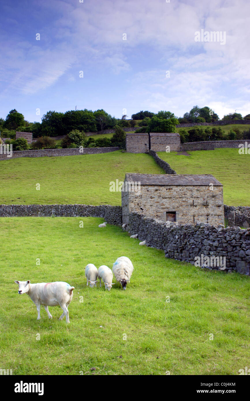 Sheep and barn in summer, Gunnerside, Swaledale, Yorkshire Dales, UK ...