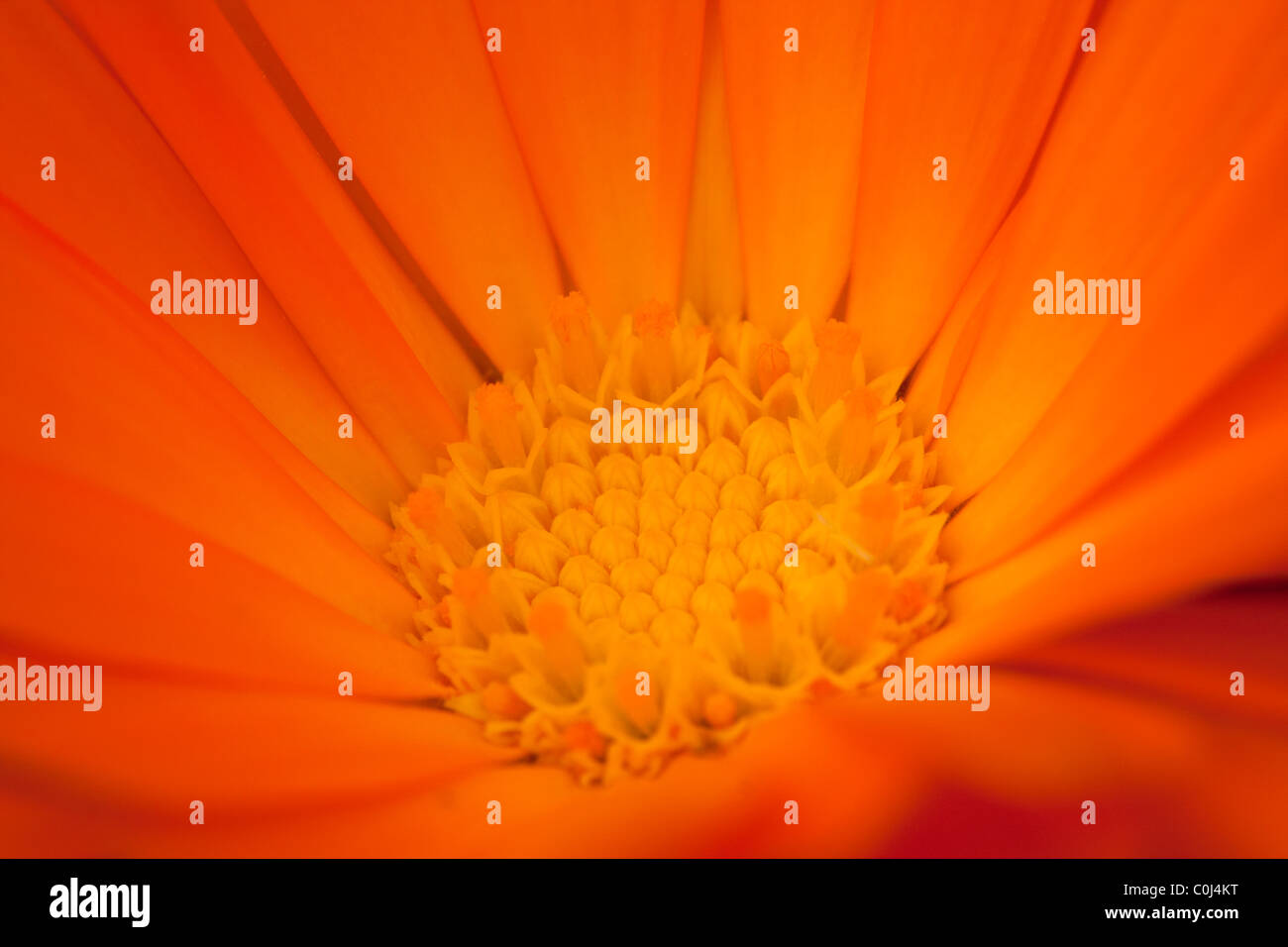 Orange Calendula Flower Stock Photo - Alamy