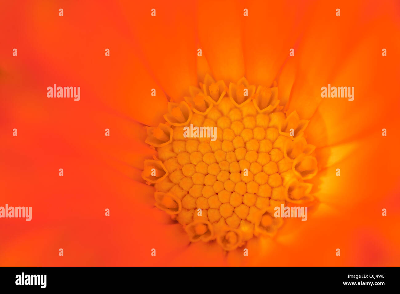 Orange Calendula Flower Stock Photo - Alamy