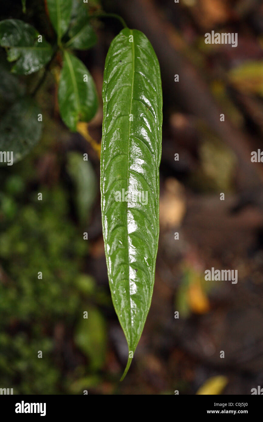 Long, narrow leaf in cloud forest of Monteverde, Costa Rica Stock Photo ...