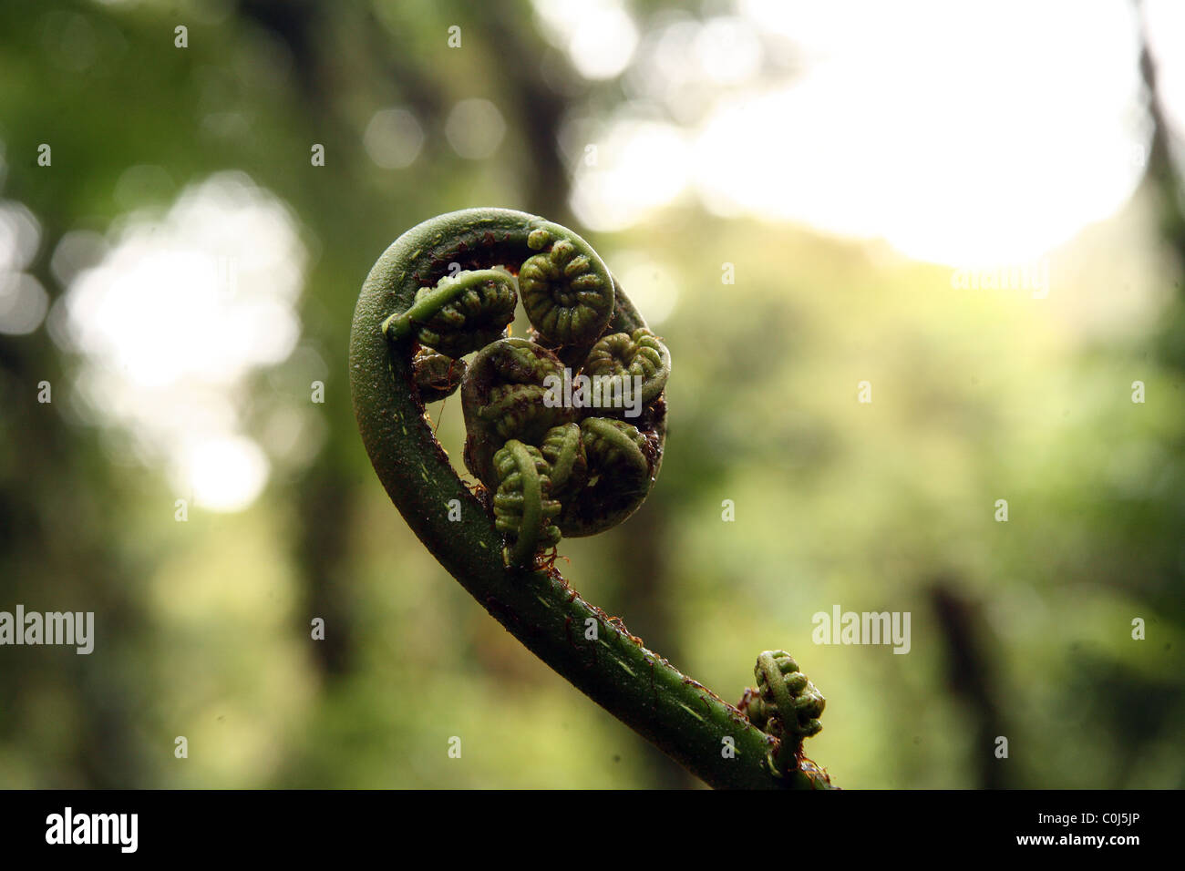 Curled up leaf hi-res stock photography and images - Alamy