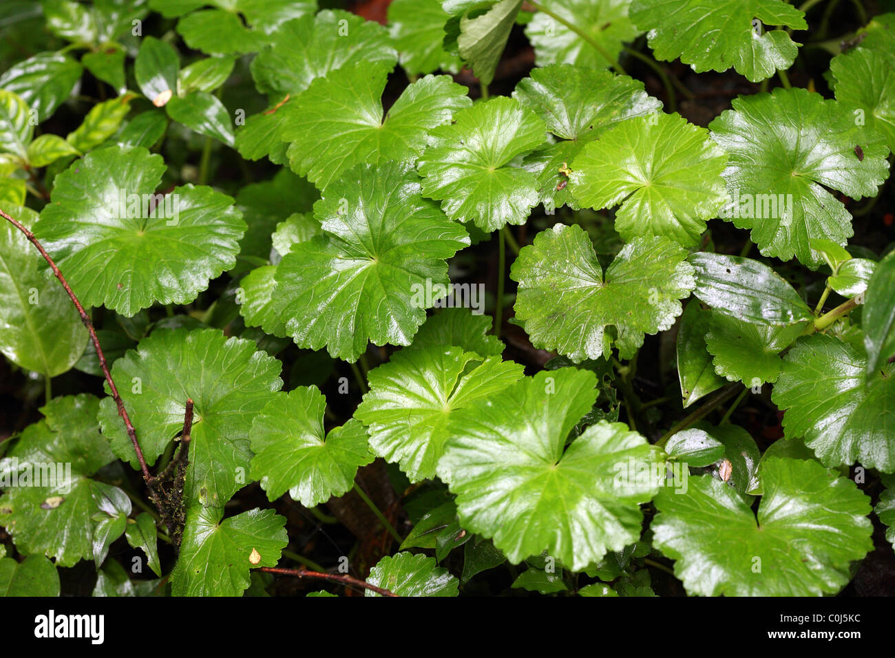 Shiny Leaves Stock Photos & Shiny Leaves Stock Images - Alamy