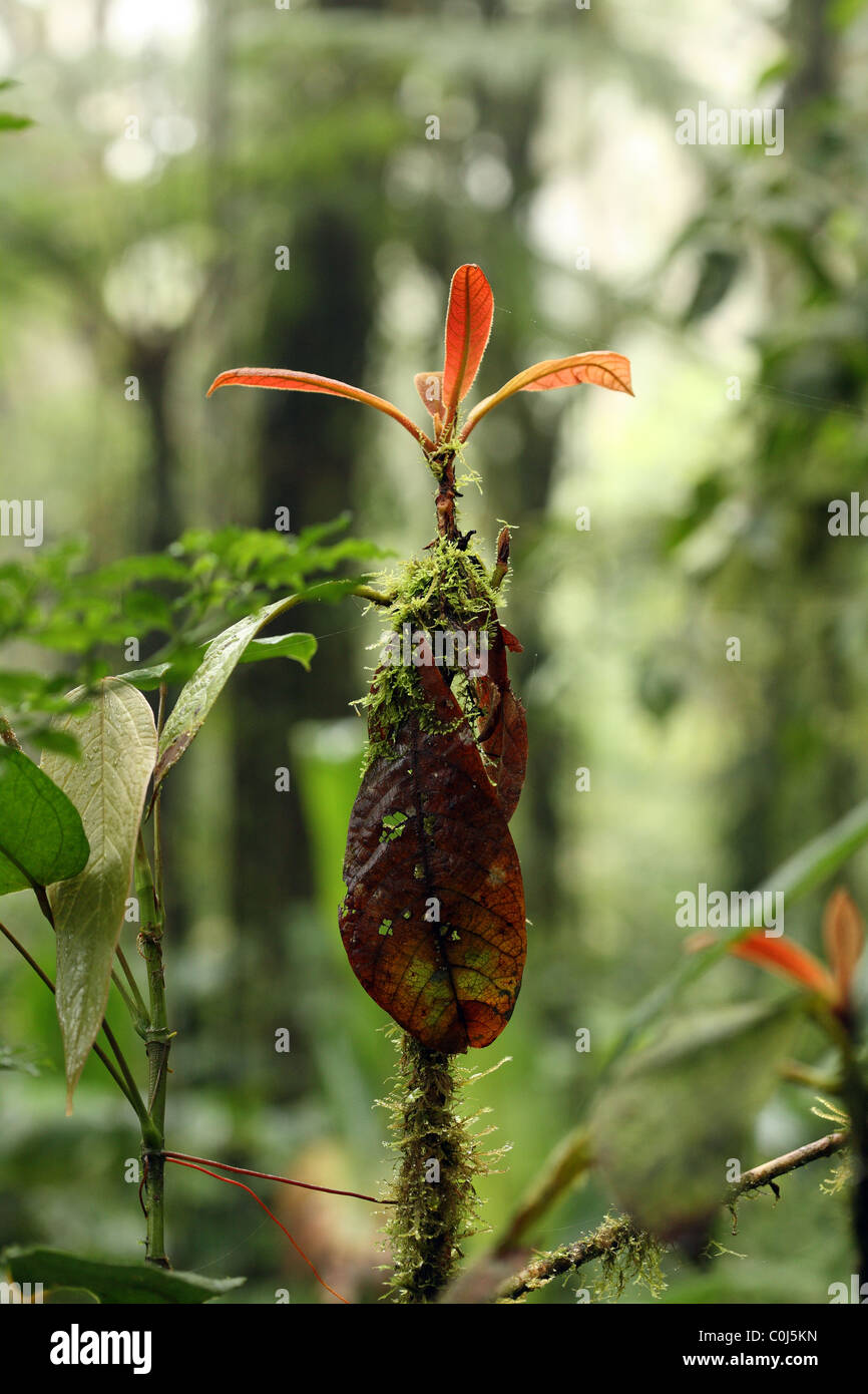 Leaf wrapped around flowering plant in cloud forest Stock Photo - Alamy