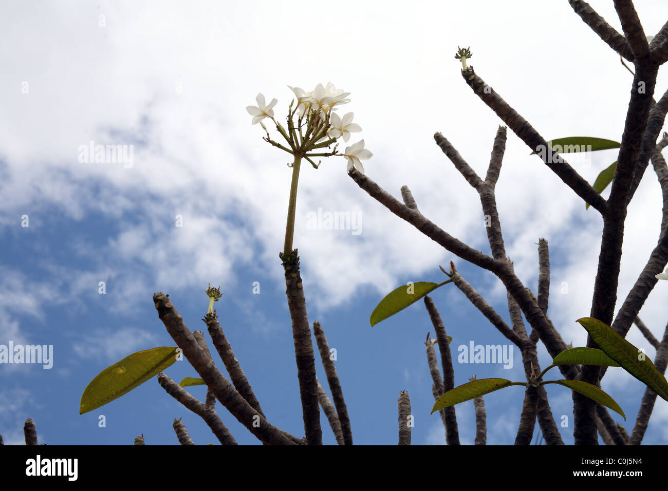 Flowers blooming from top of trimmed tree Stock Photo - Alamy