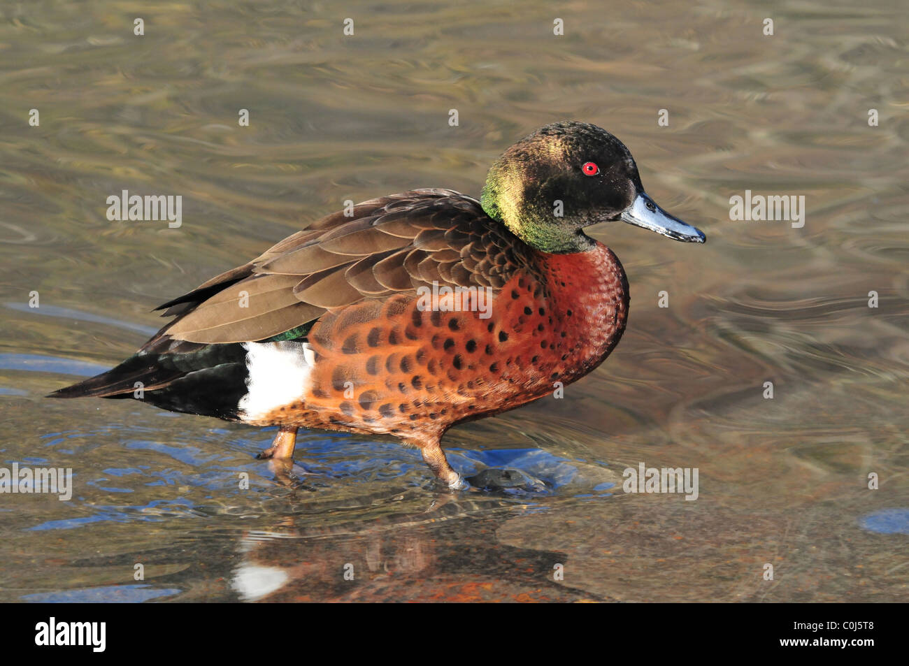 Chestnut teal hi-res stock photography and images - Alamy