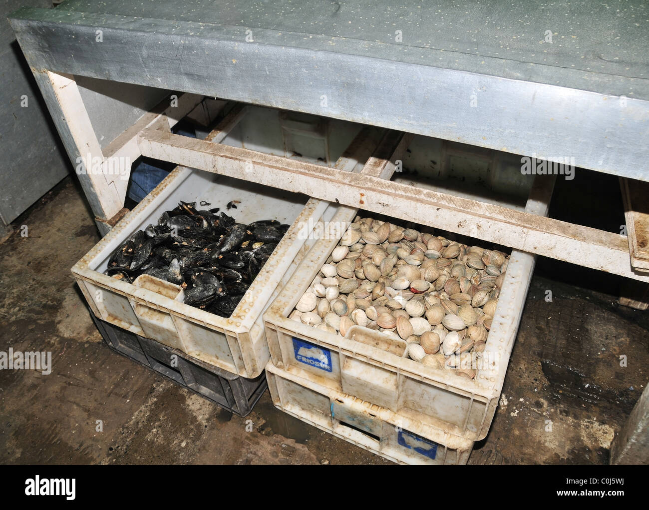 Two boxes of cockles and mussels below the metal shelf of a seafood ...