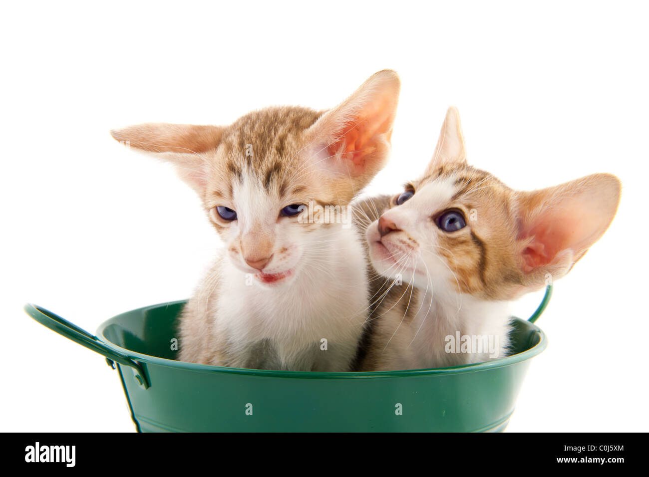 Green old fashioned bucket with cute little kittens Stock Photo - Alamy