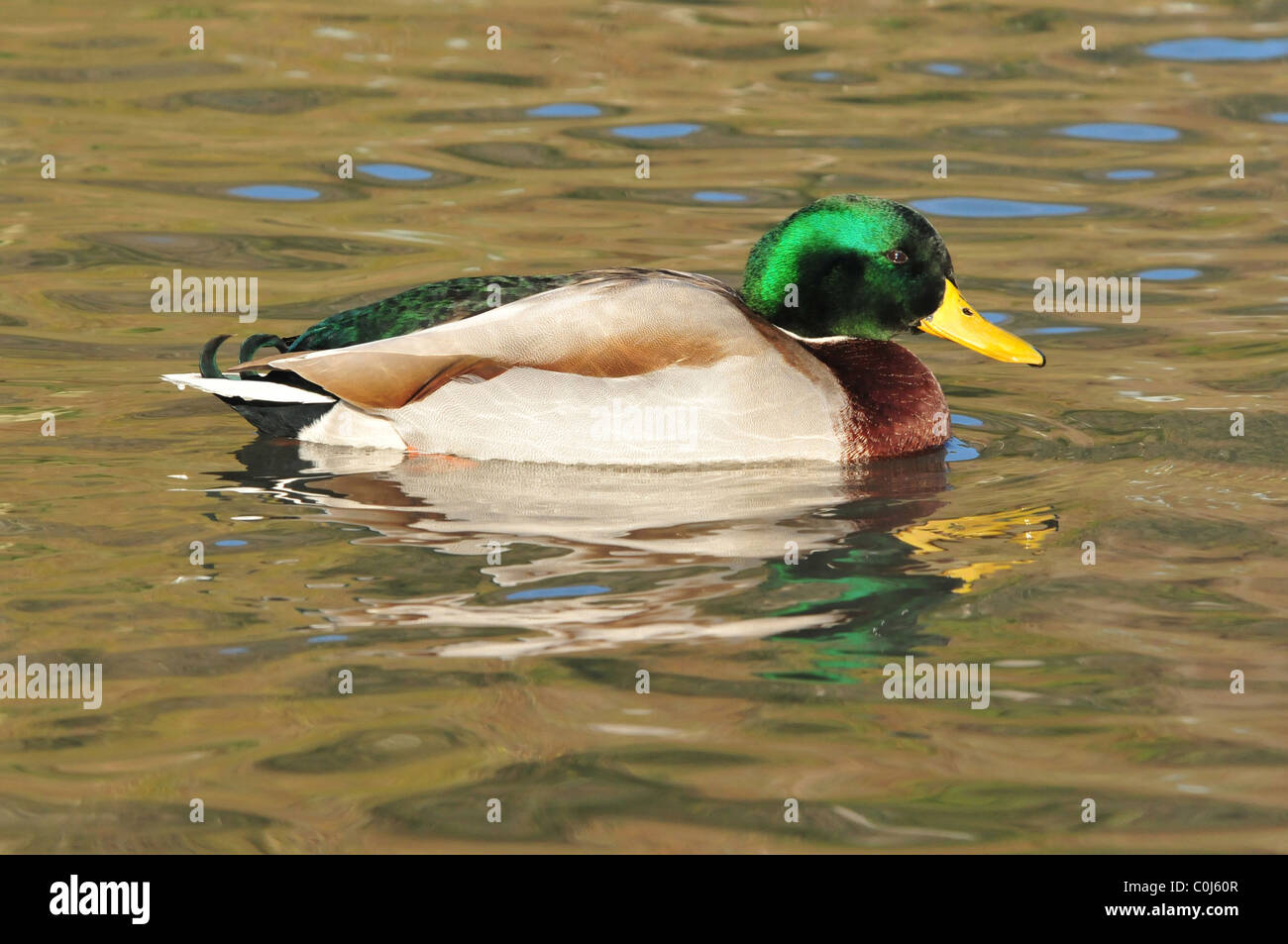 Mallard drake water hi-res stock photography and images - Alamy