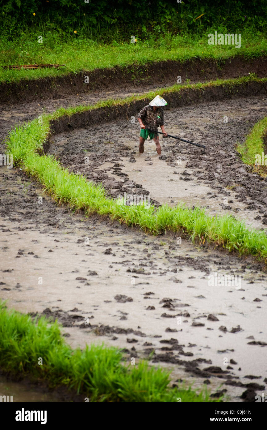 Workers in Bali, Indonesia, plant a new rice crop in a terraced rice ...