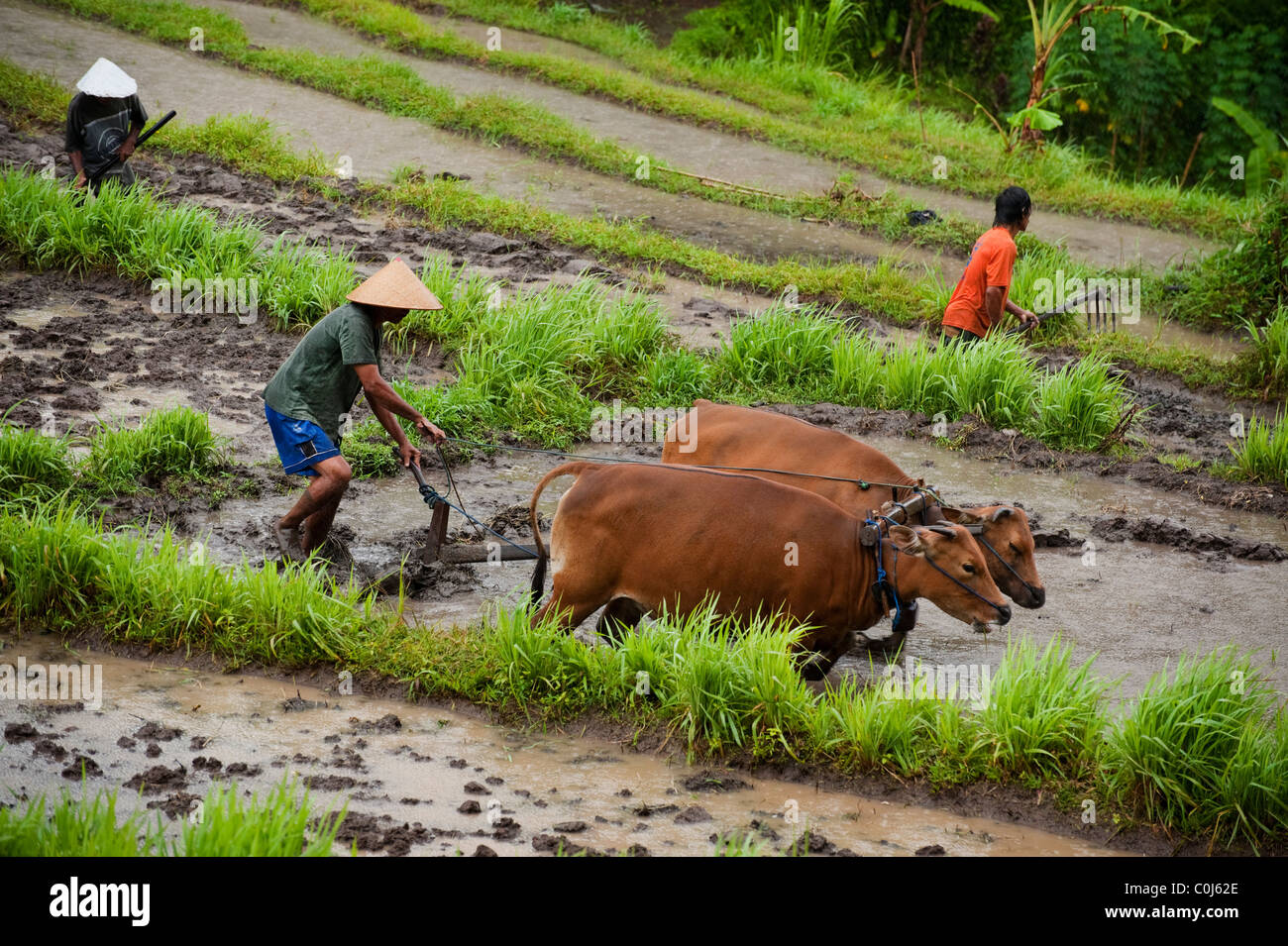 Indonesia Farming