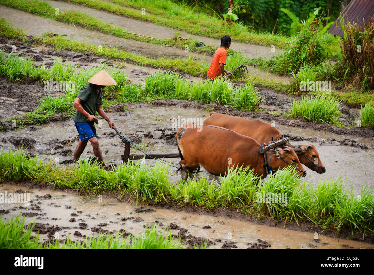 In Bali, Indonesia, farmers use cows to plow the rice terraces for ...
