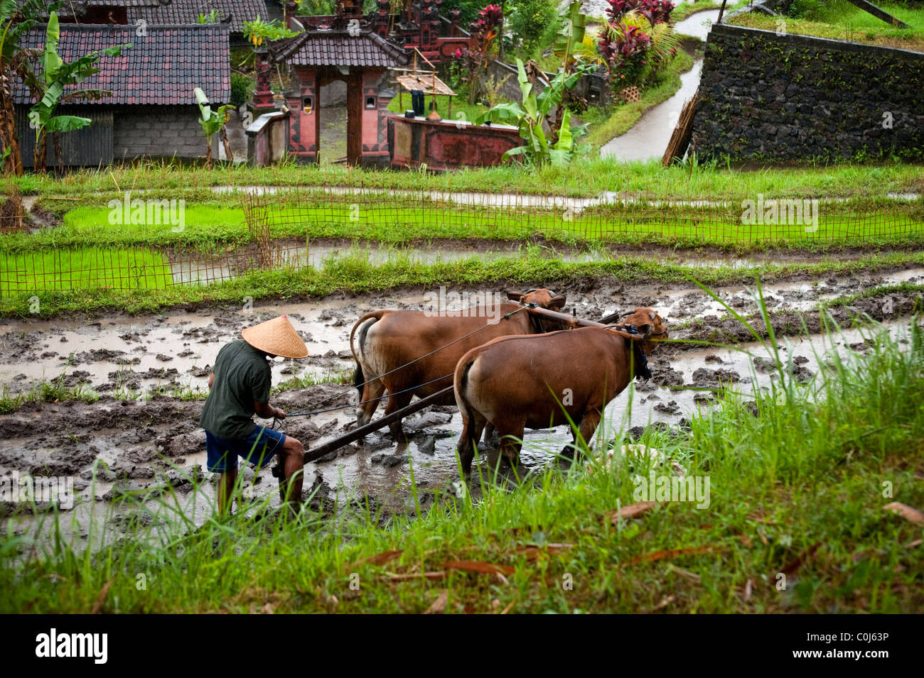 Balinese farmer cows cow bali hi-res stock photography and images - Alamy