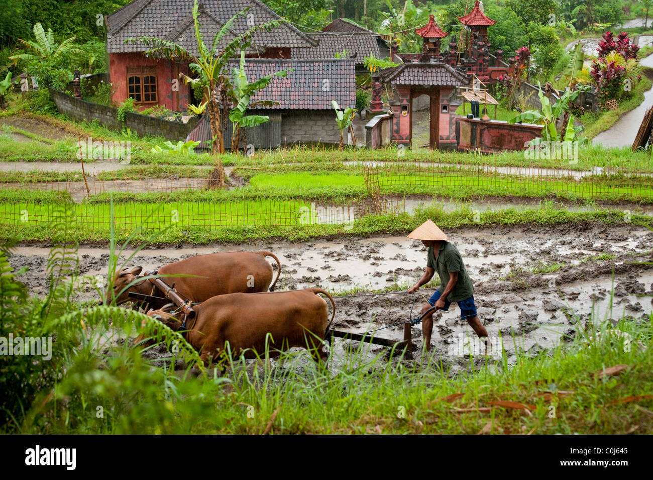 Indonesia Farming