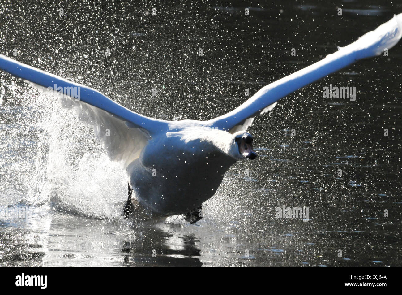 Swan taking off from water hi-res stock photography and images - Alamy