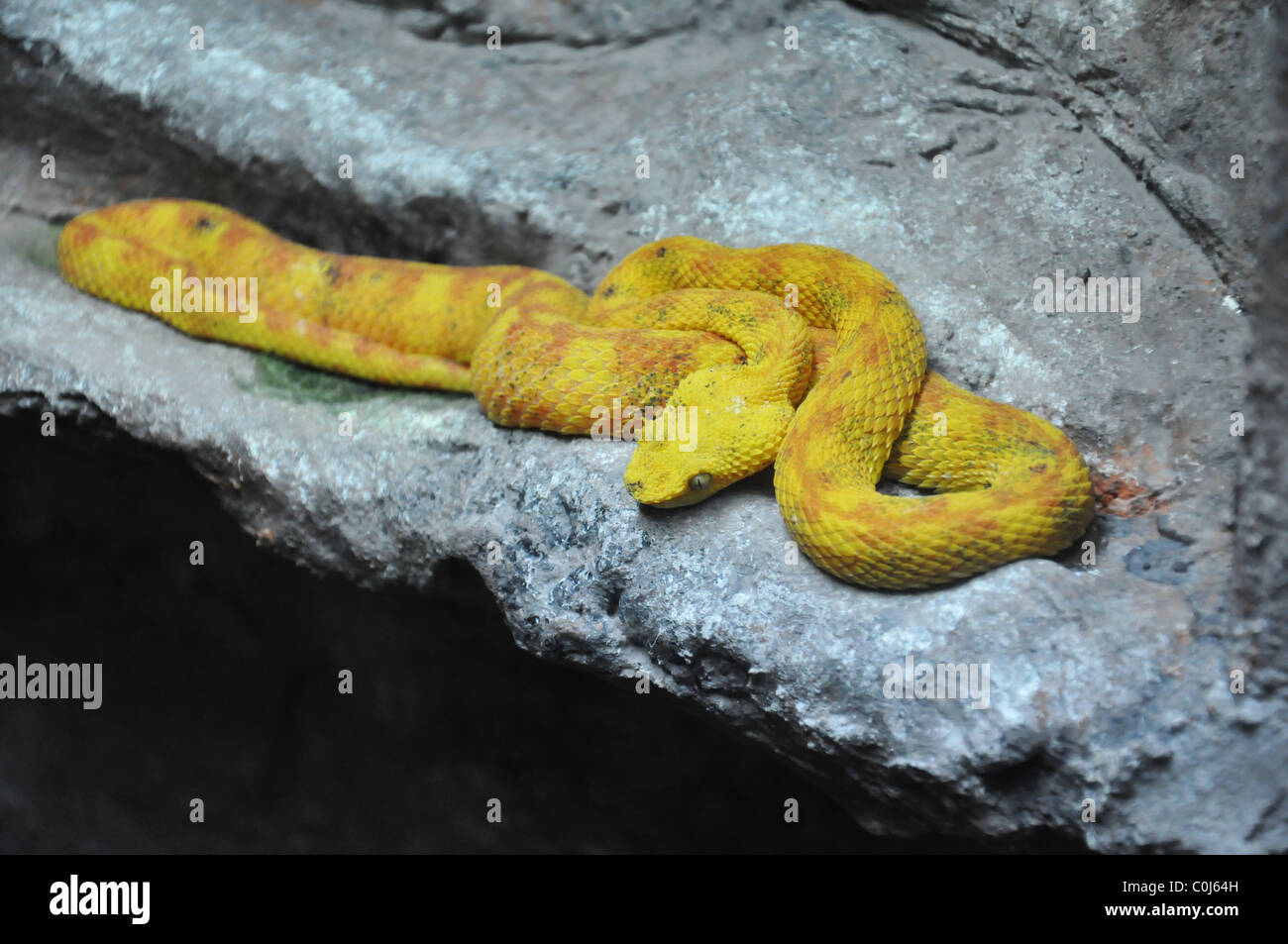 Eyelash viper snake hi-res stock photography and images - Alamy