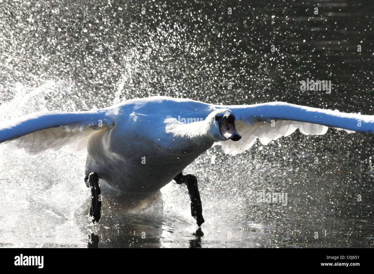 Mute Swan takeoff Stock Photo - Alamy