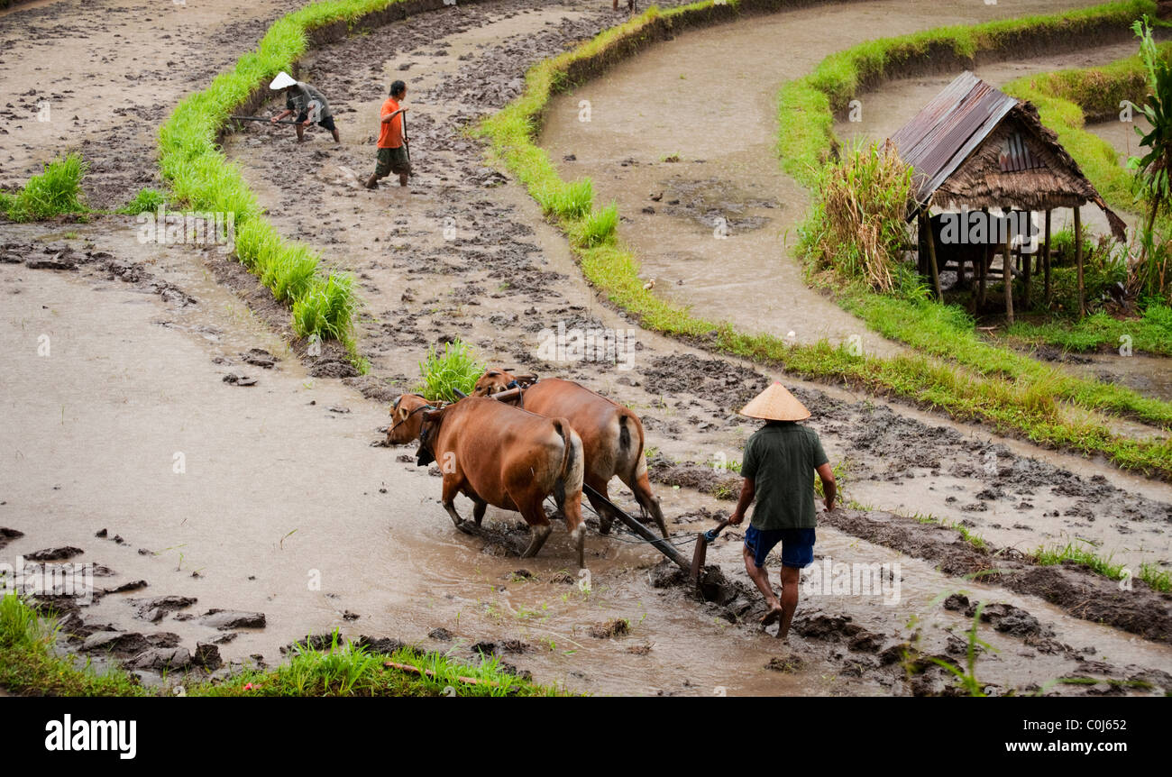 Indonesia Farming