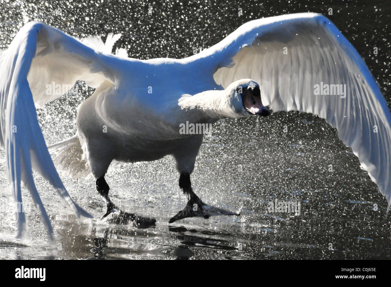Mute Swan takeoff Stock Photo - Alamy