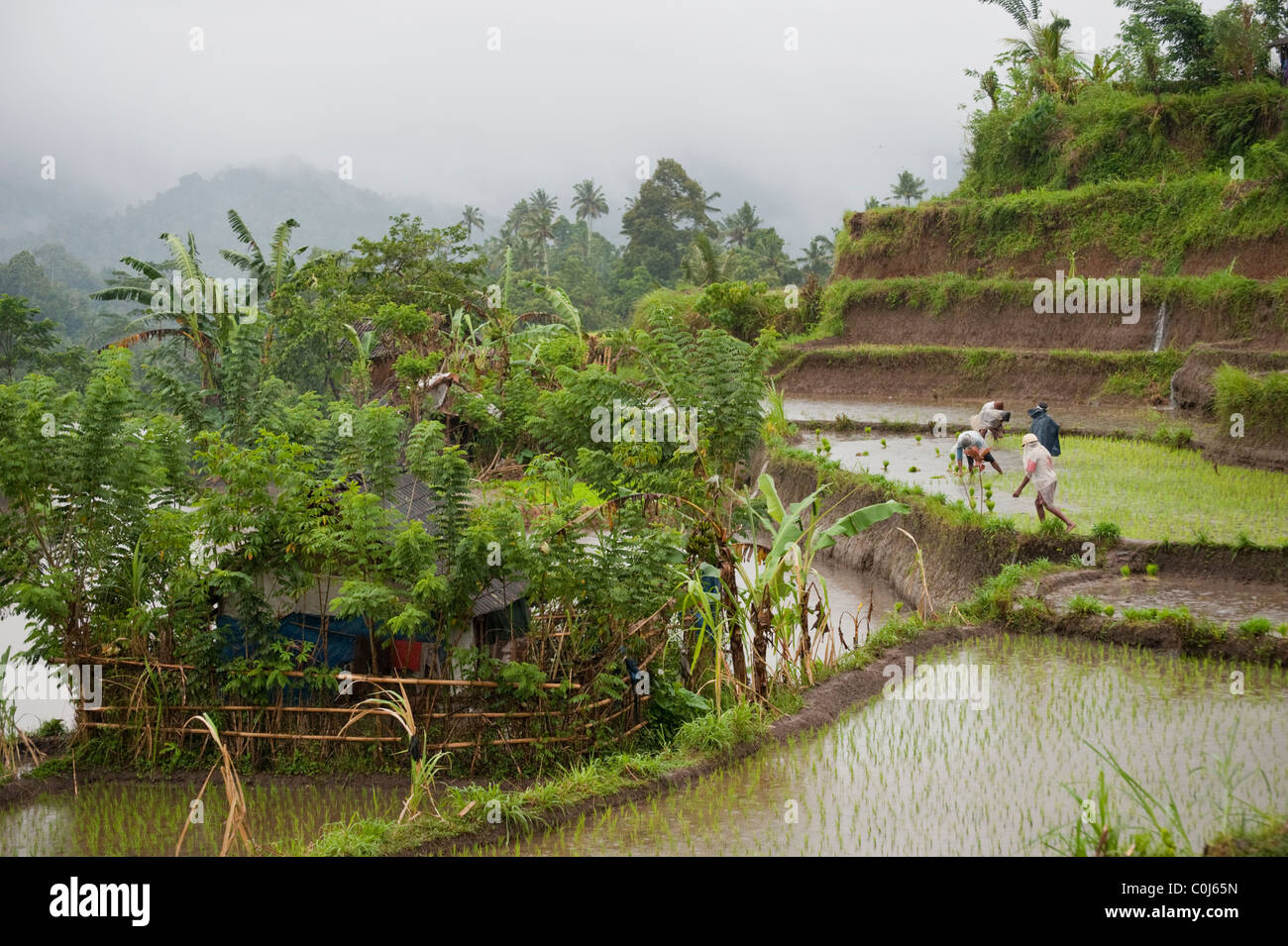 Workers in Bali, Indonesia, plant a new rice crop in a terraced rice ...