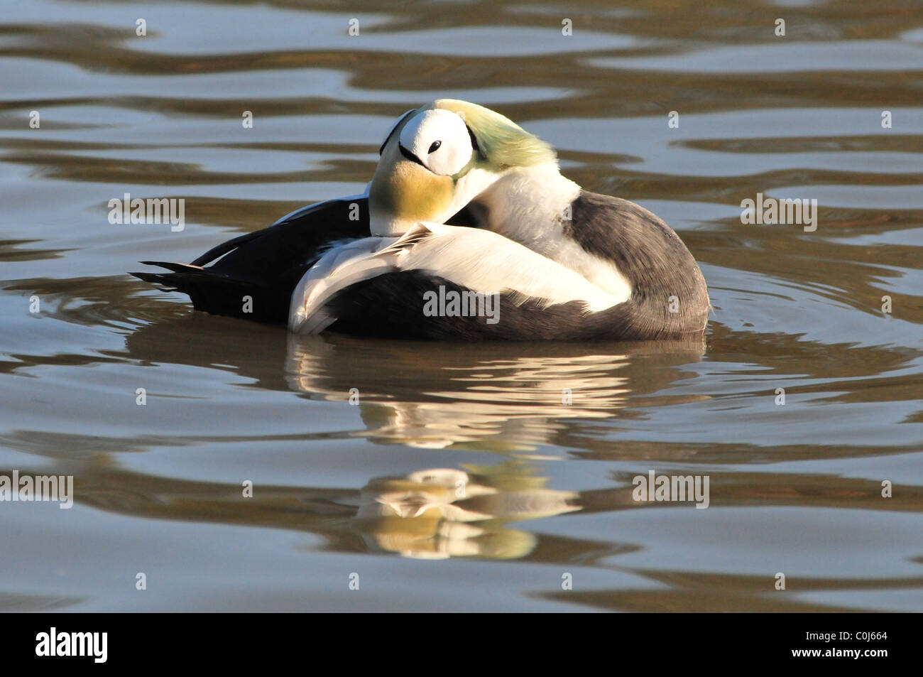 Spectacled Duck High Resolution Stock Photography and Images - Alamy