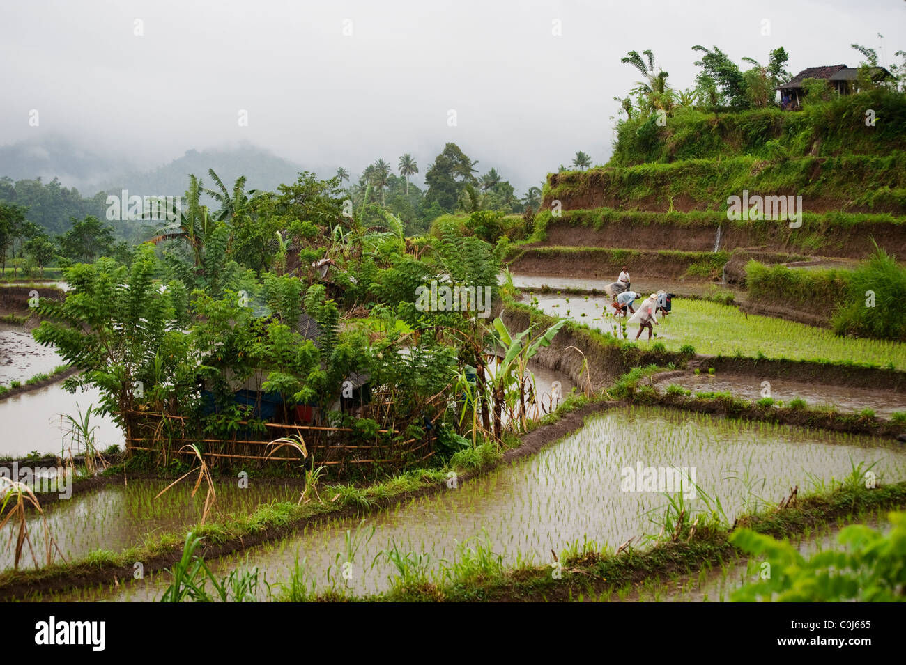 Workers in Bali, Indonesia, plant a new rice crop in a terraced rice ...