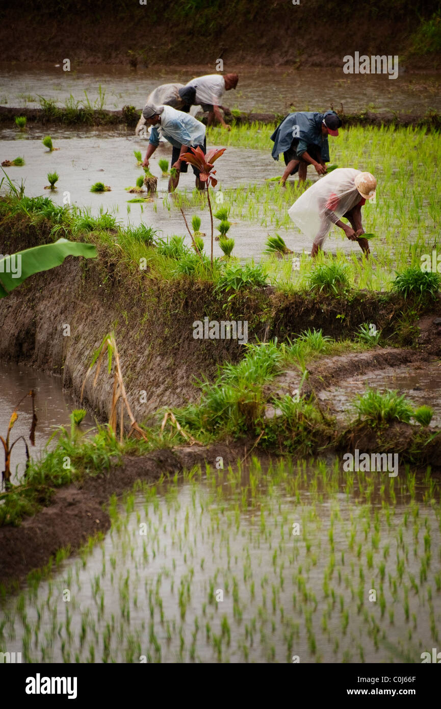 Workers in Bali, Indonesia, plant a new rice crop in a terraced rice ...