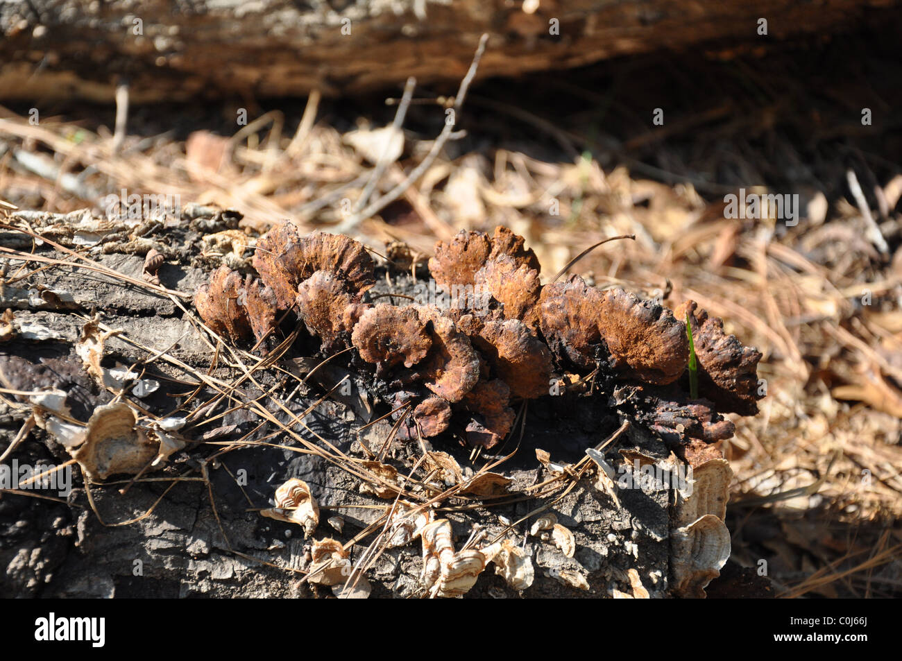 Fungi growth on dead tree hi-res stock photography and images - Alamy