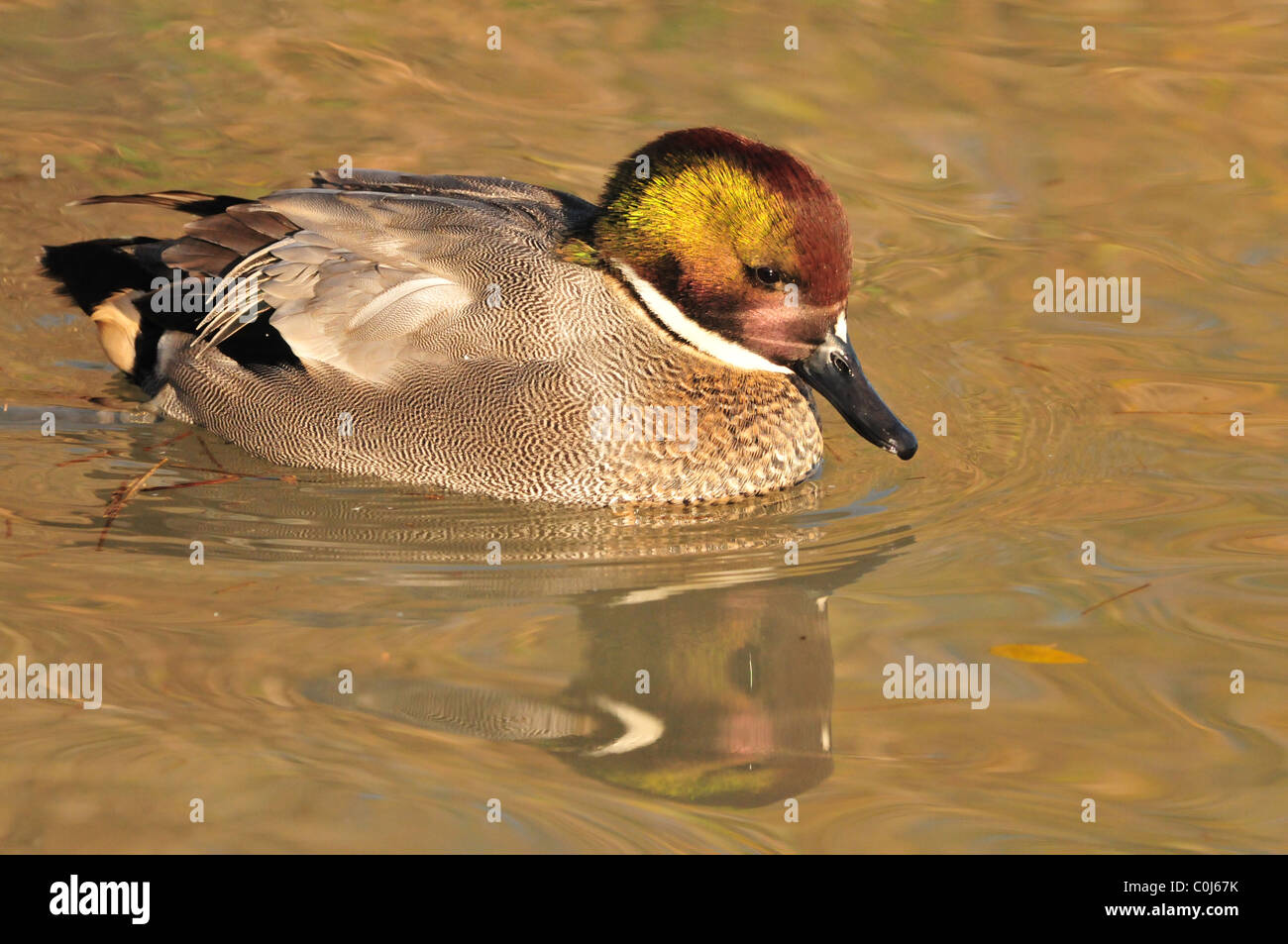 Falcated hi-res stock photography and images - Alamy