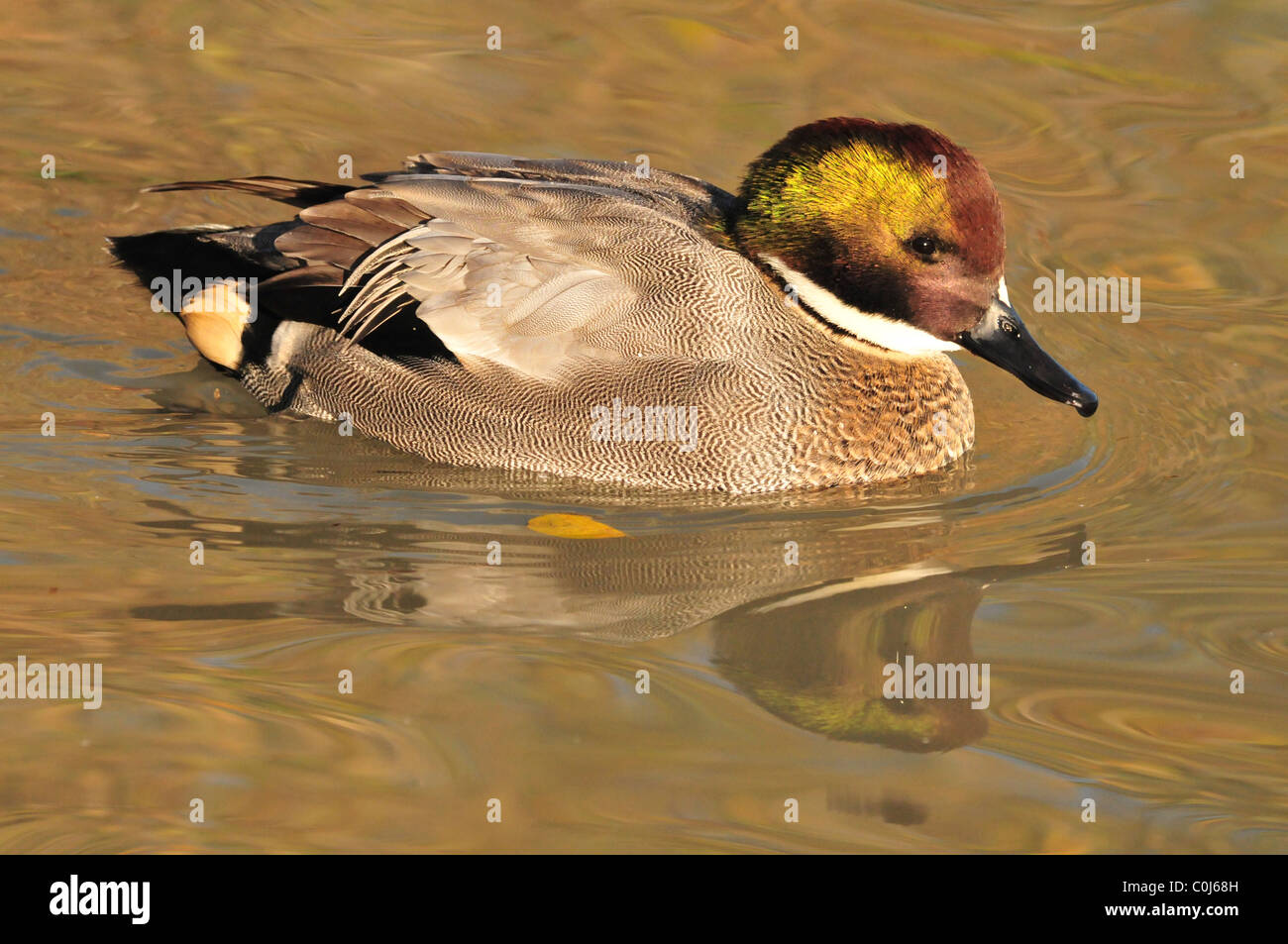 Falcated hi-res stock photography and images - Alamy