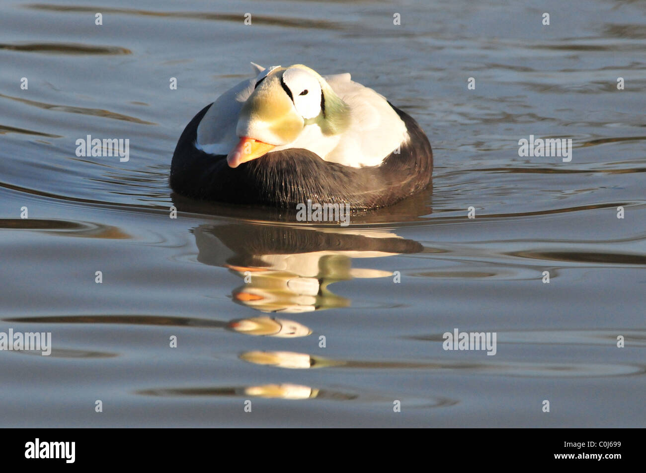 Adult male eider duck hi-res stock photography and images - Alamy