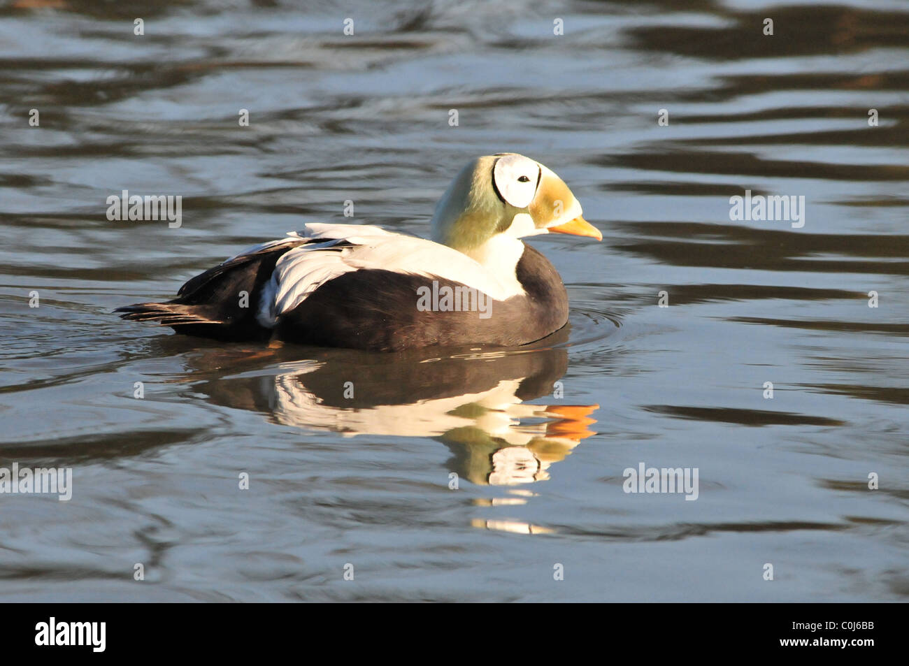 Spectacled duck hi-res stock photography and images - Alamy