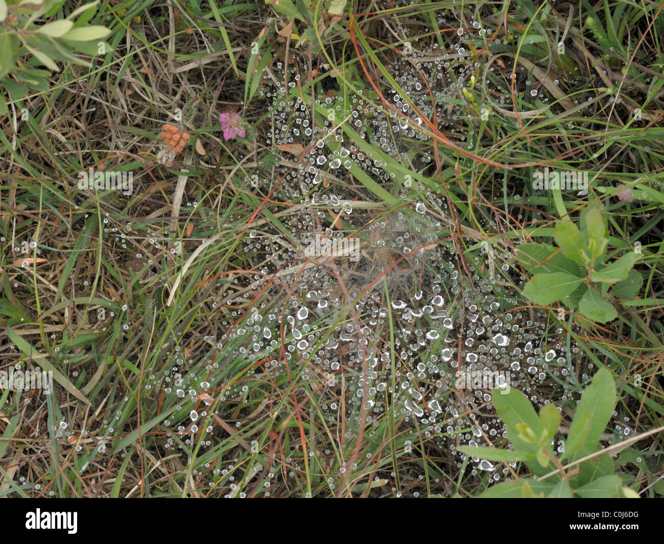 Labyrinth Spider, agelena labyrinthica Stock Photo - Alamy