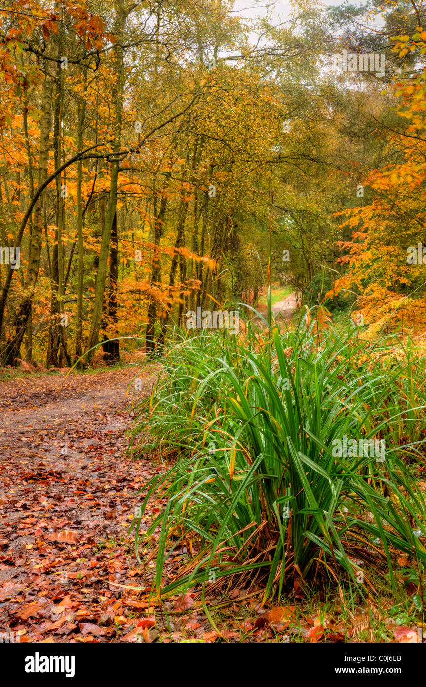 Stunning colorful Autumn Fall forest scene in English countryside ...