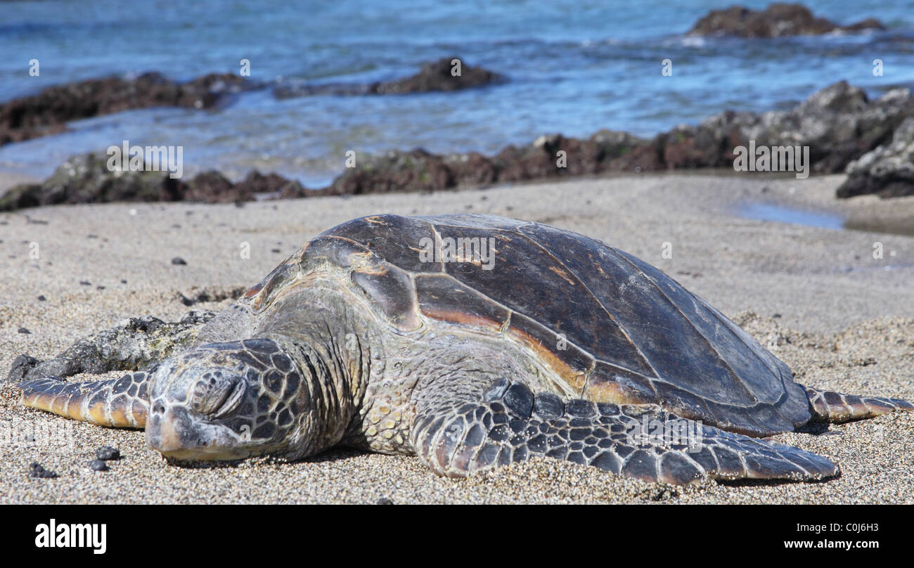 Turtle resting on beach in Waikoloa on the Big Island Stock Photo - Alamy