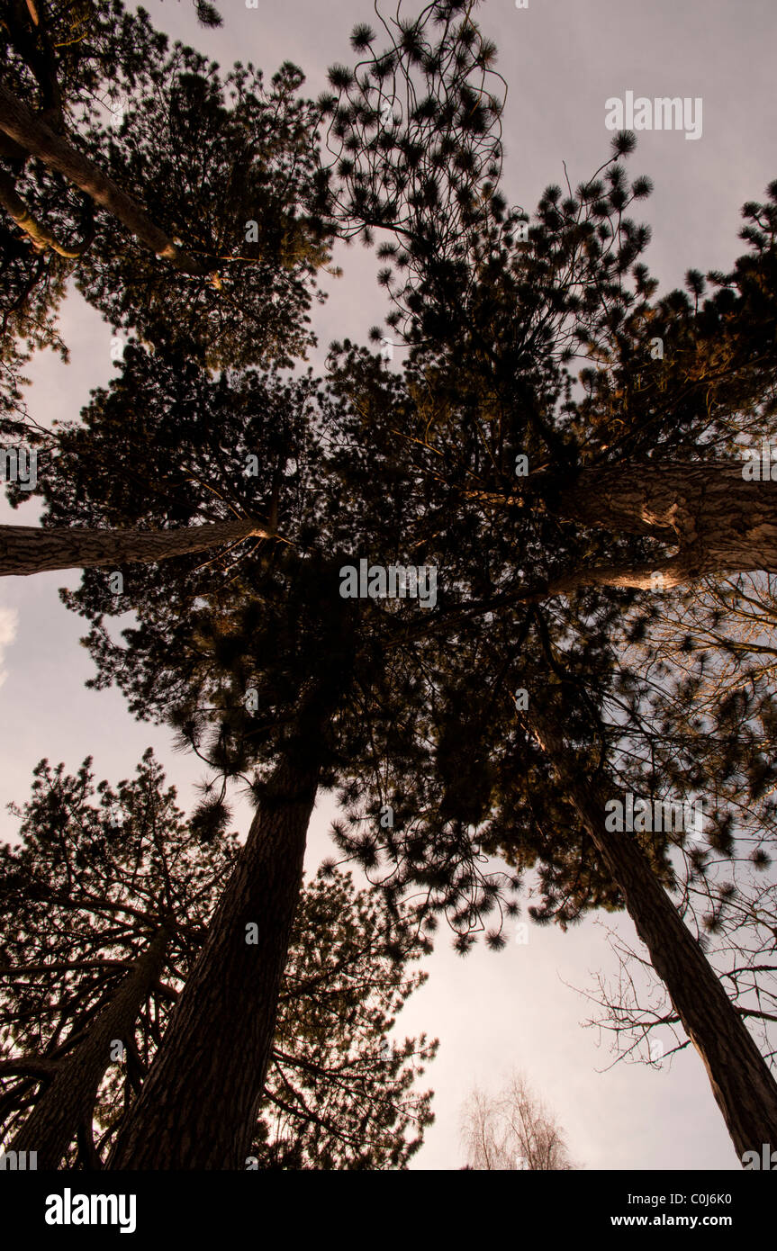 Looking up into trees Stock Photo - Alamy