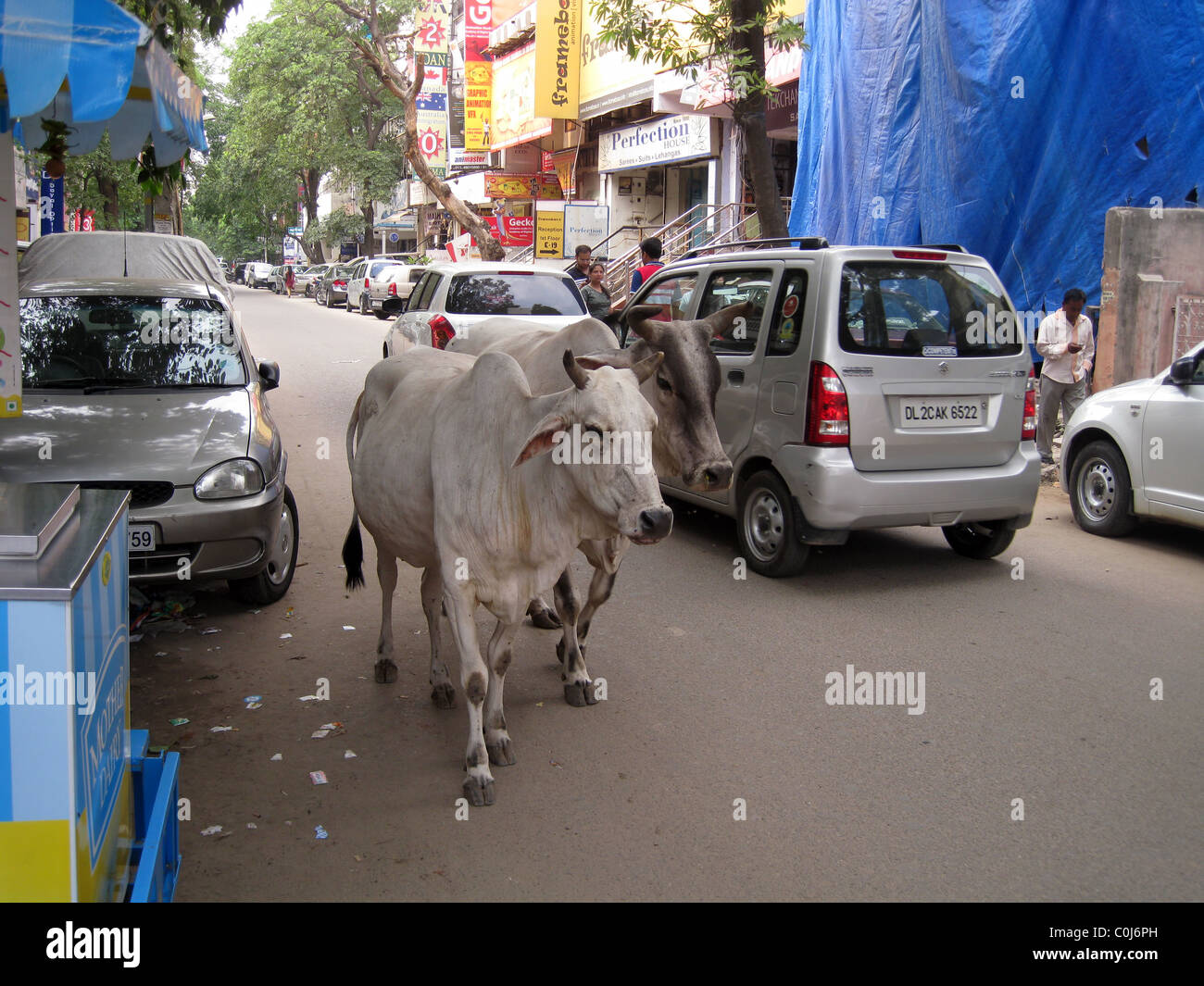 Cow sitting in street india hi-res stock photography and images - Alamy