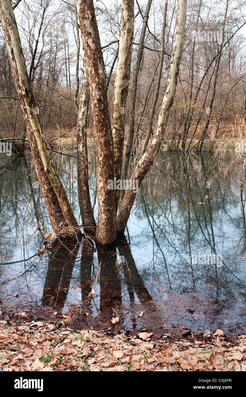 Flooded forest flood hi-res stock photography and images - Alamy